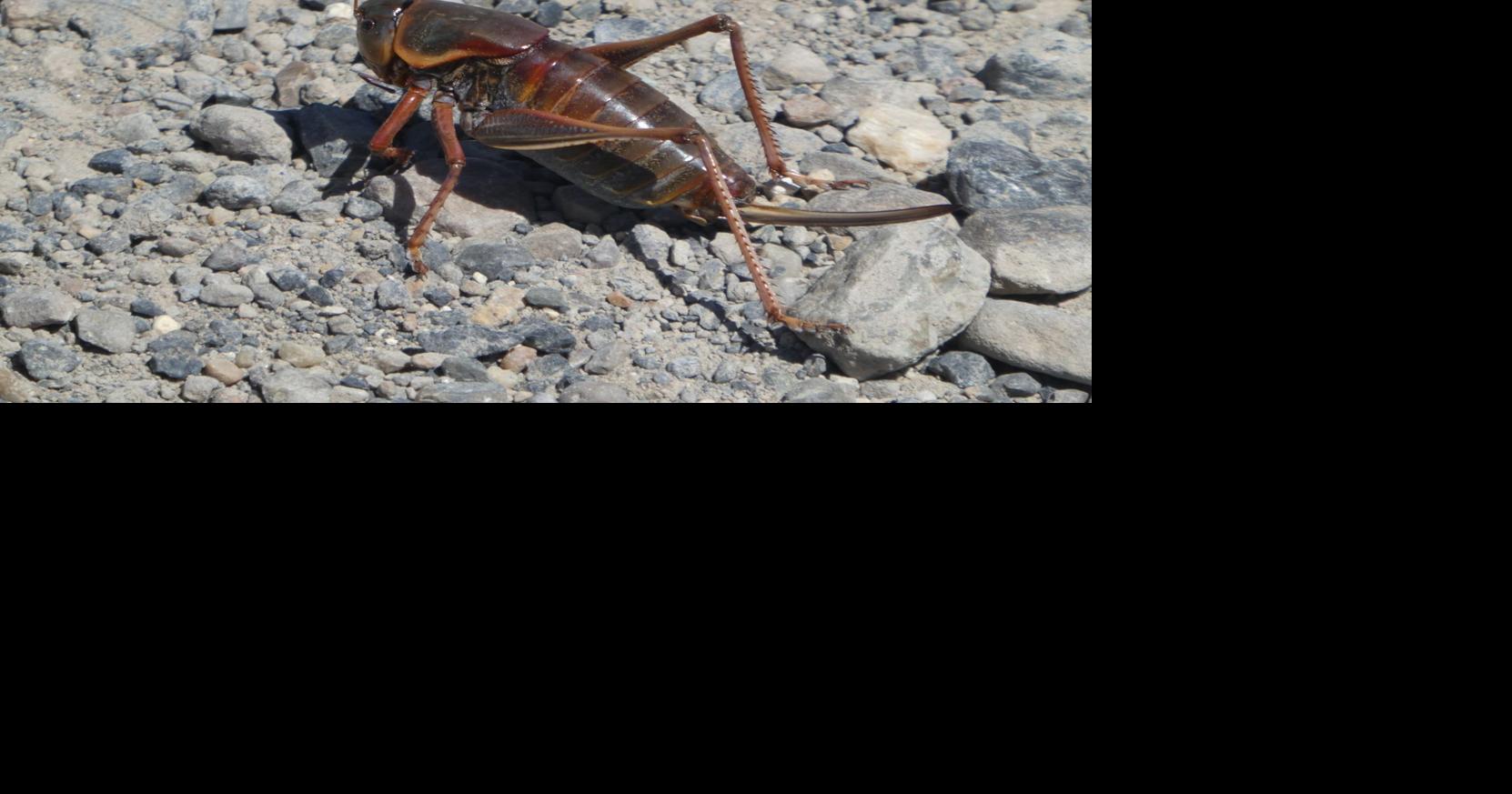 Nature Notes:The invasion of the crickets