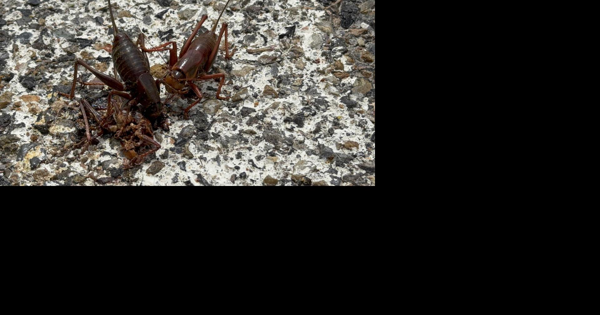Photos: Wild Horse, wild crickets