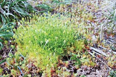 Nature Notes The annoying bur buttercup