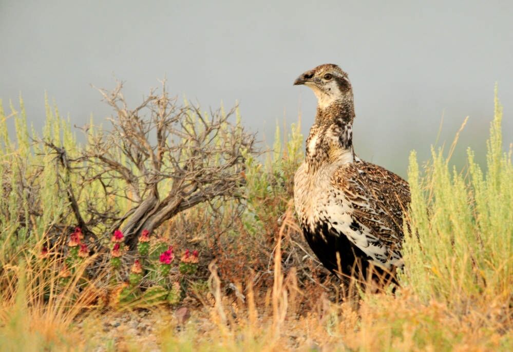 Nature Notes: Sage-grouse need sagebrush