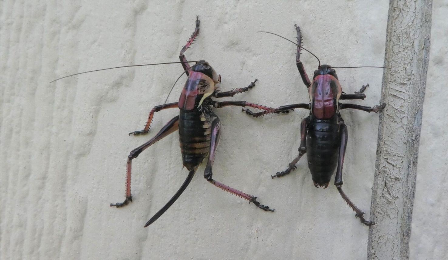 Mormon crickets are hatching. State, county make plans