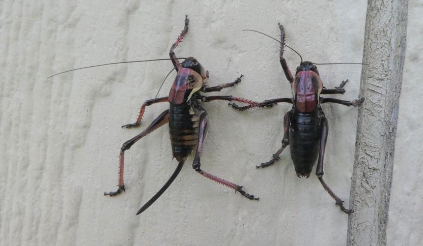 Mormon crickets subject of state meetings in northern Nevada