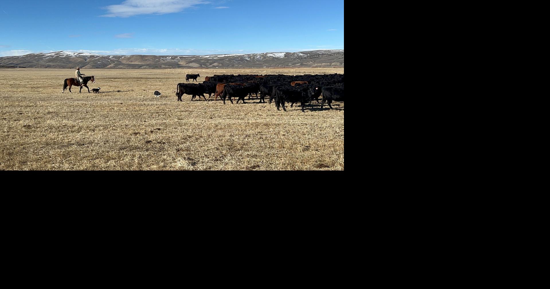 Gallery: Maggie Creek Ranch