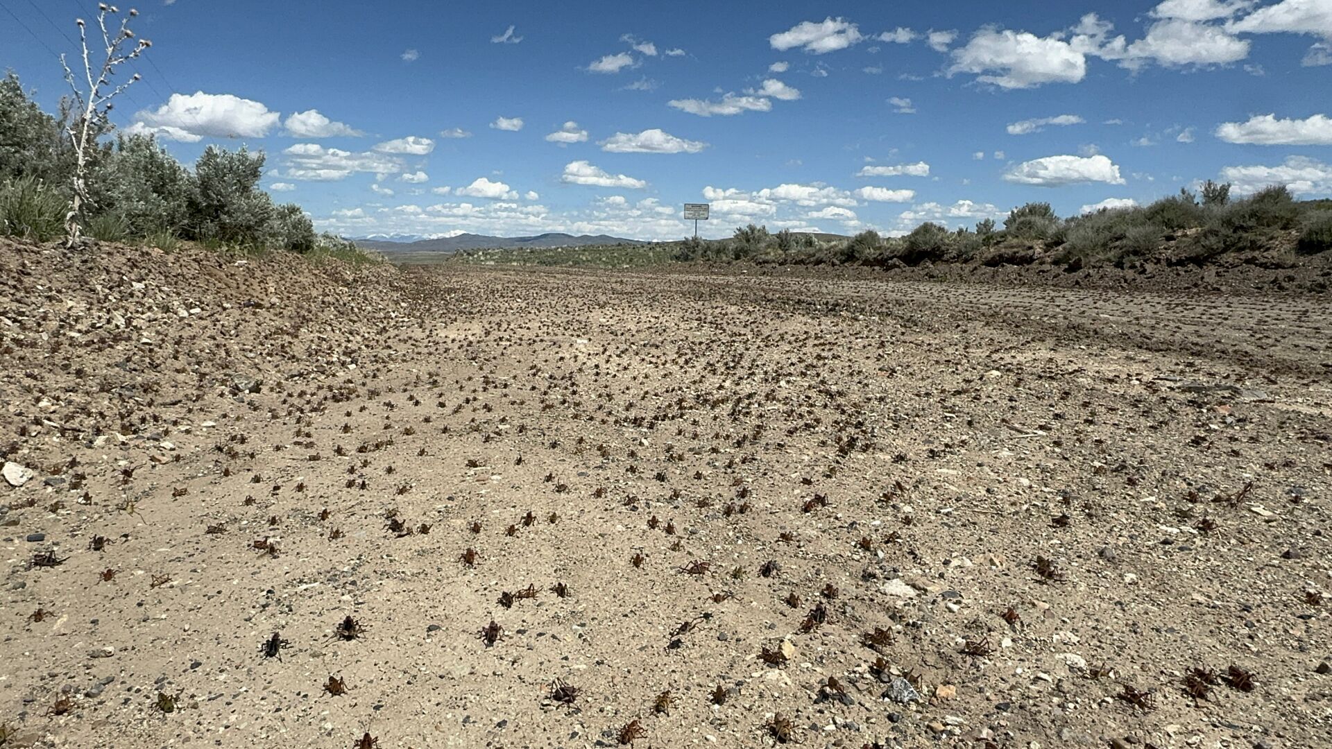 County baits pesky Mormon crickets