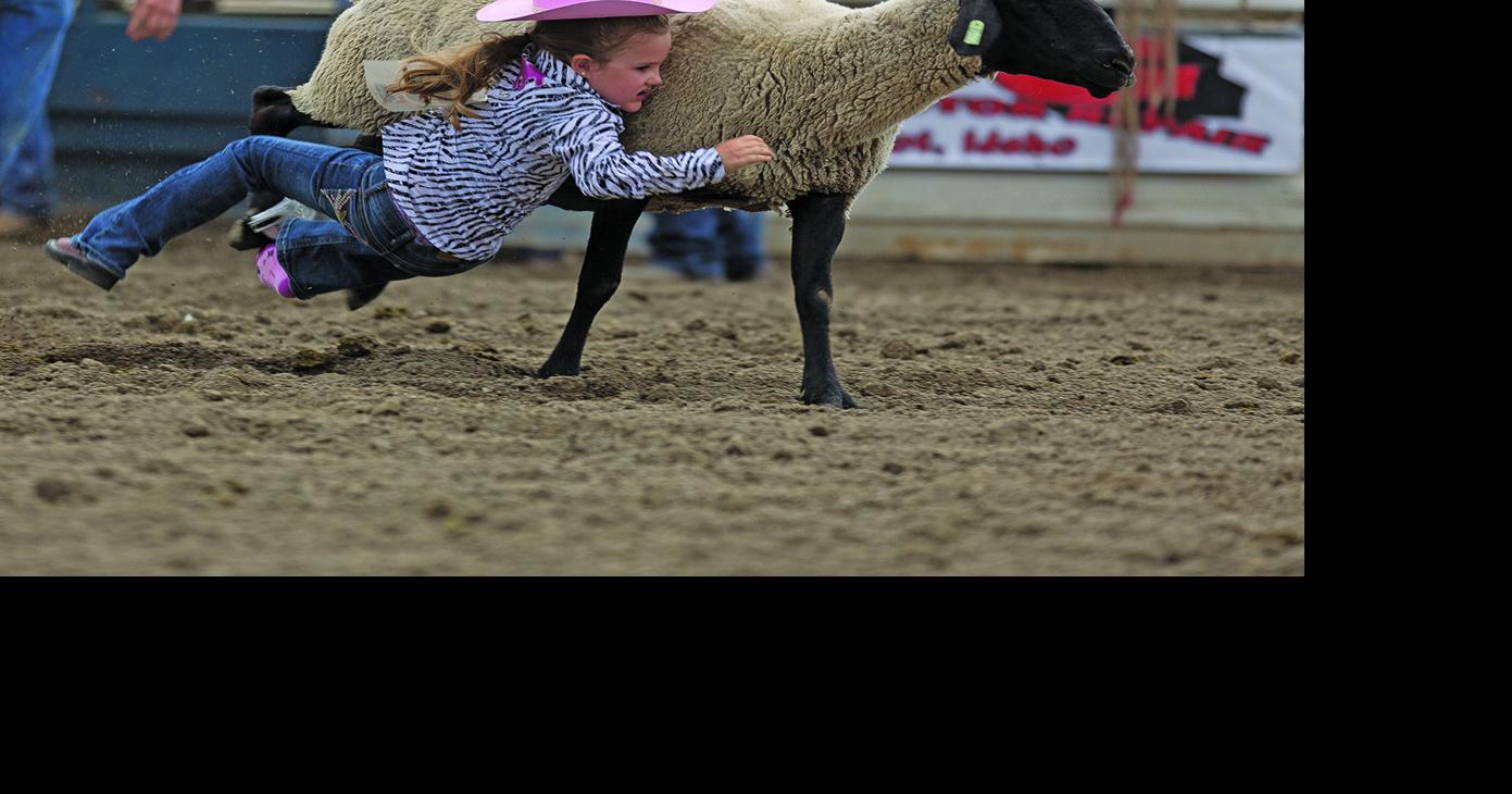 Children participate in mutton busting during Stampede