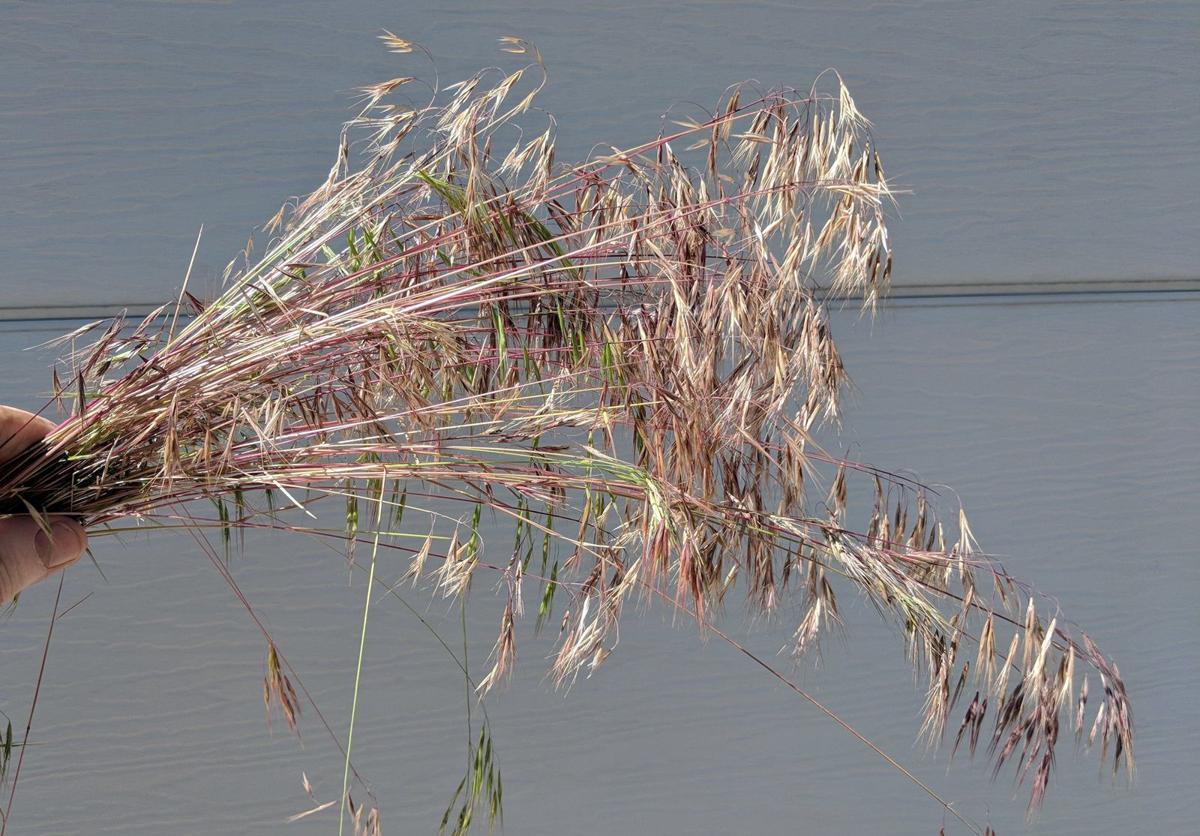 Nature Notes: Purple cheatgrass and July wildfires