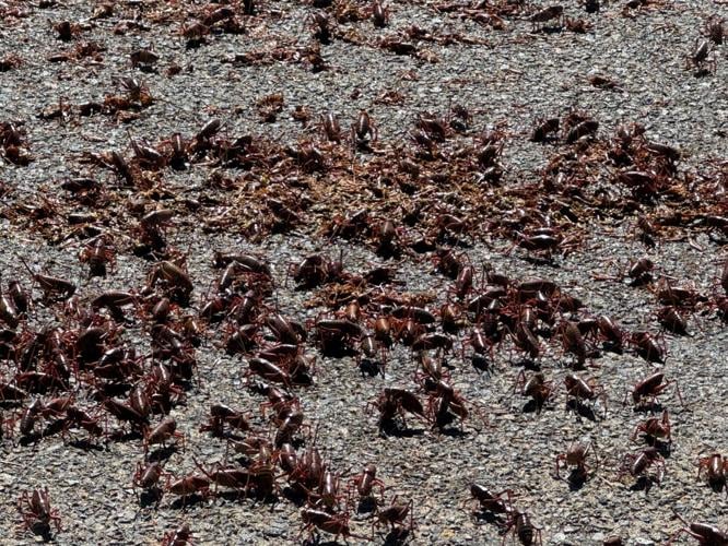 Number of Mormon cricket sightings come from Spring Creek