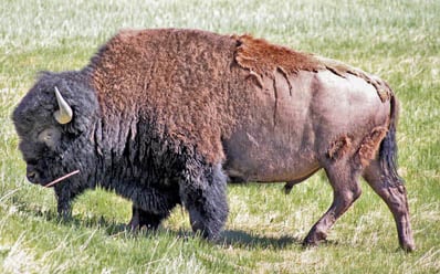 Nature Notes: Brucellosis and the Yellowstone bison