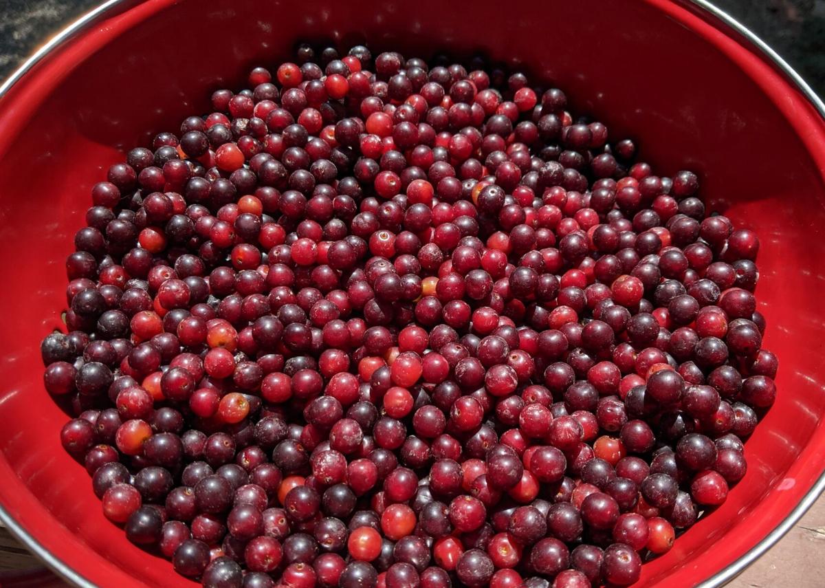 Nature Notes: It's chokecherry season