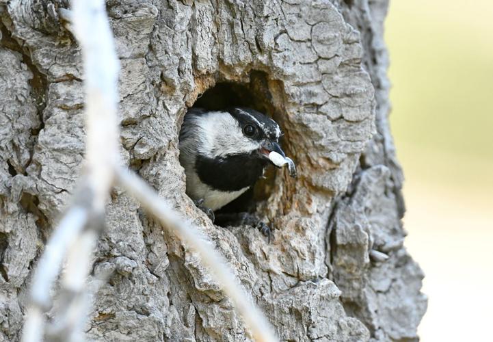 Vladimir Pravosudov chickadees