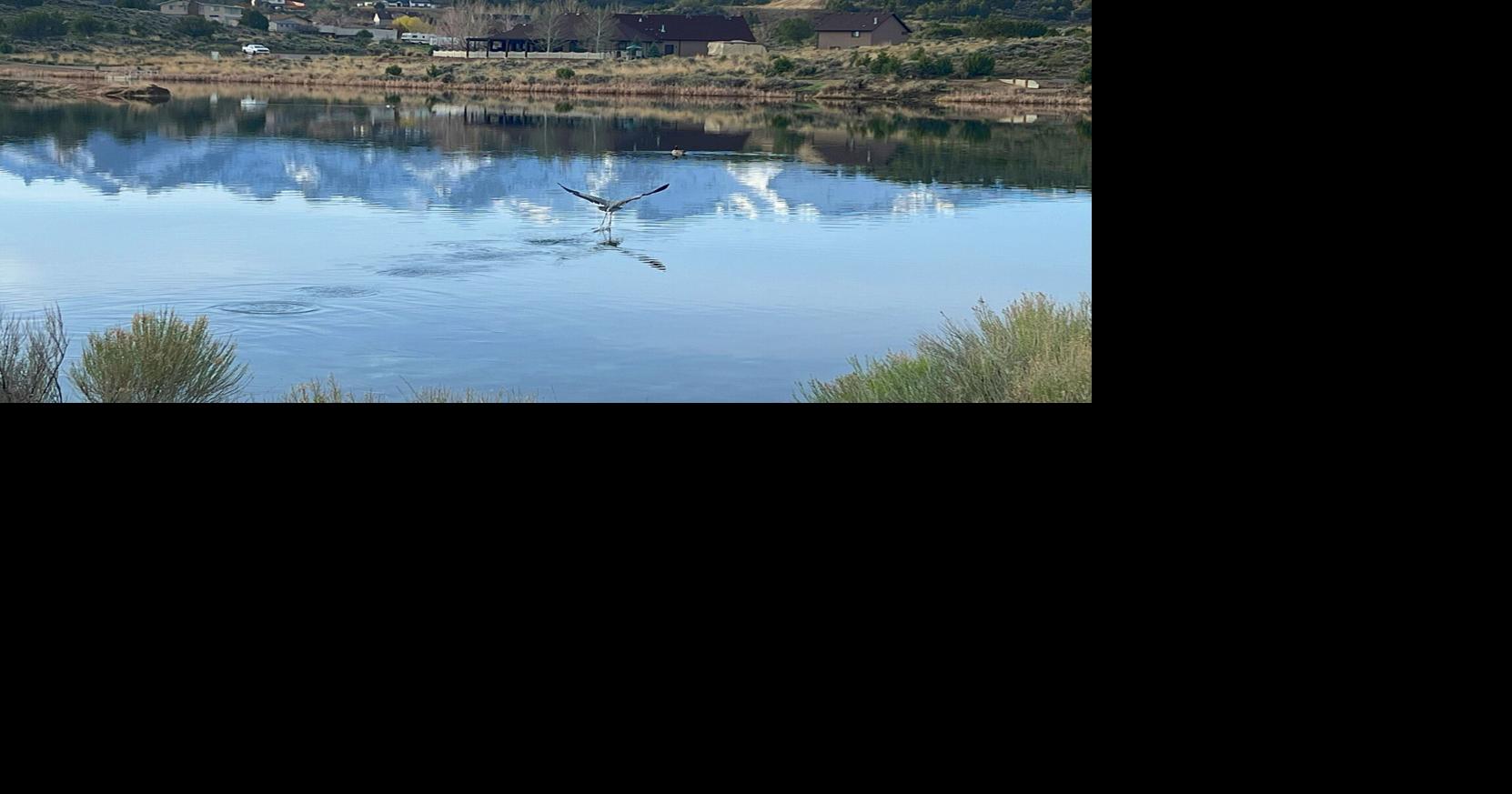 Gallery: Birdwatching at Spring Creek Marina