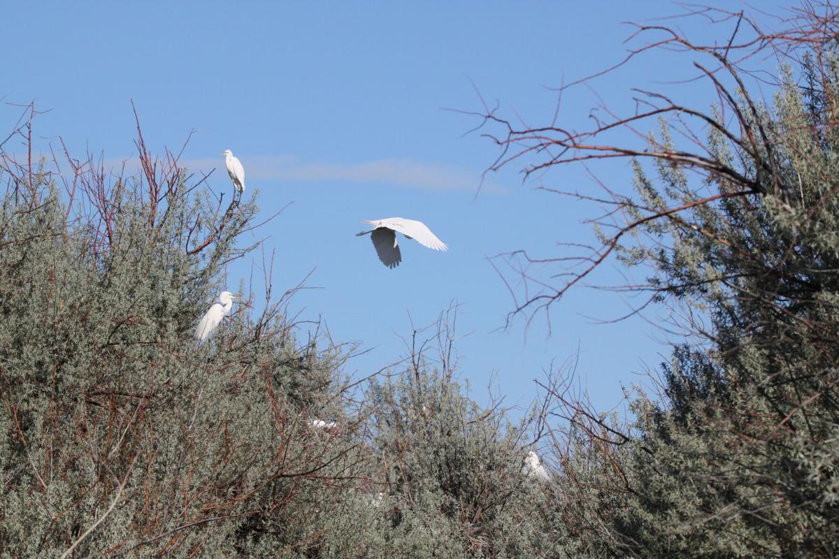 Nature Notes: Visiting an egret rookery