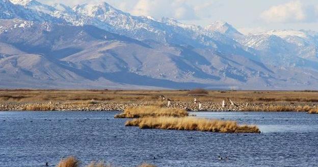 Ruby Marshes: A crossroads for migratory birds