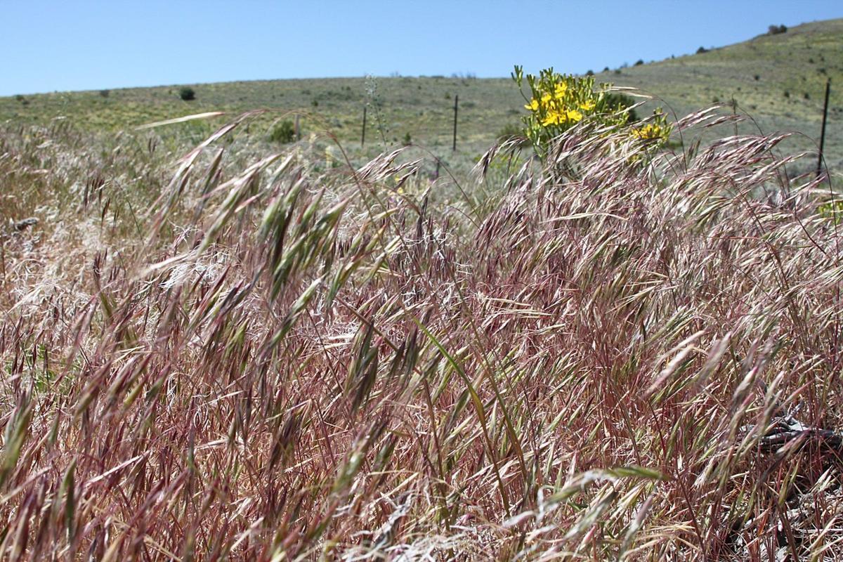 Nature Notes: Elko Cheatgrass Festival could kickoff fire season