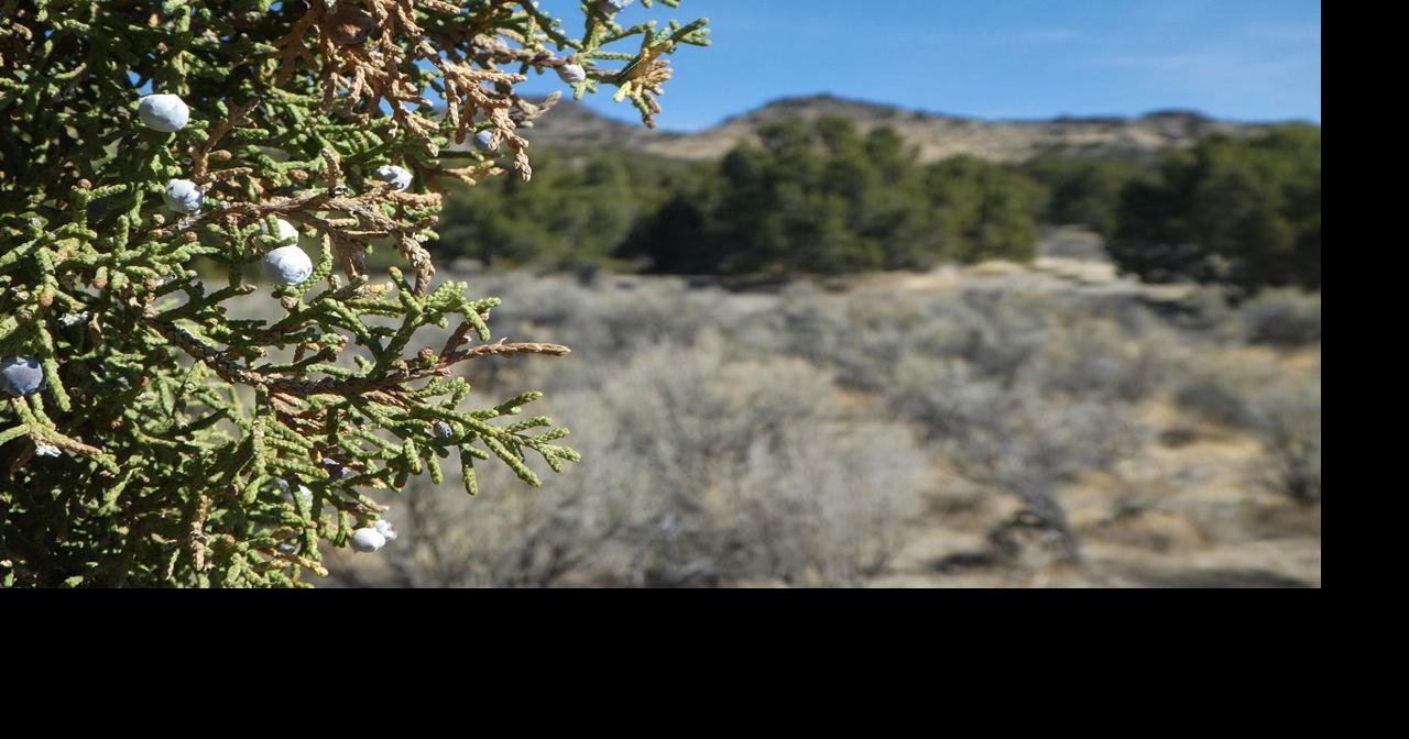 Nature Notes: Our pinyon/juniper woodlands