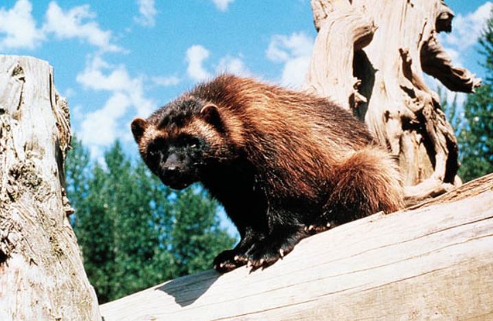 Nature Notes: The Wolverines of Elko County