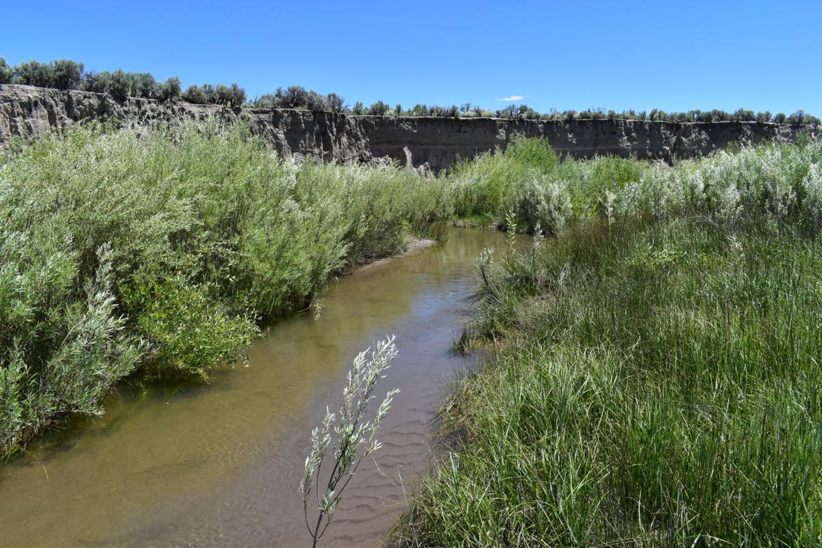 Nature Notes: Riparian zones keep streams healthy