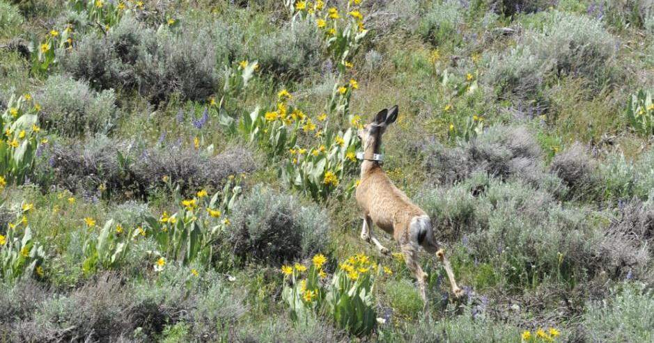 Nevada hunting curtailed as excessive snow, extreme drought diminish ...