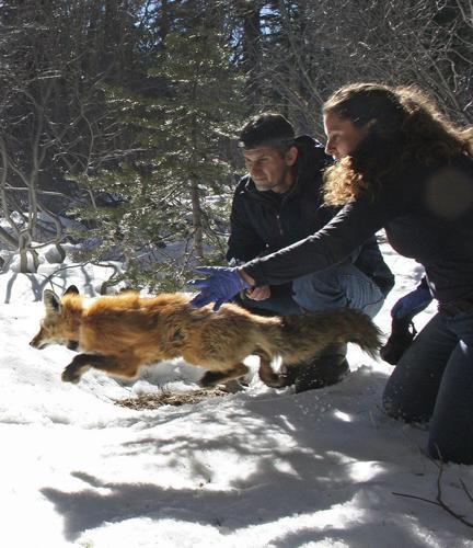 California scientists catch 2 elusive Sierra Nevada red fox