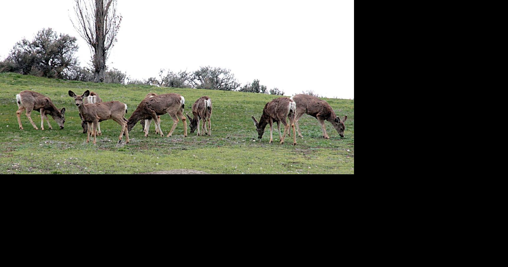 Spring Creek mule deer survey open until Feb. 28