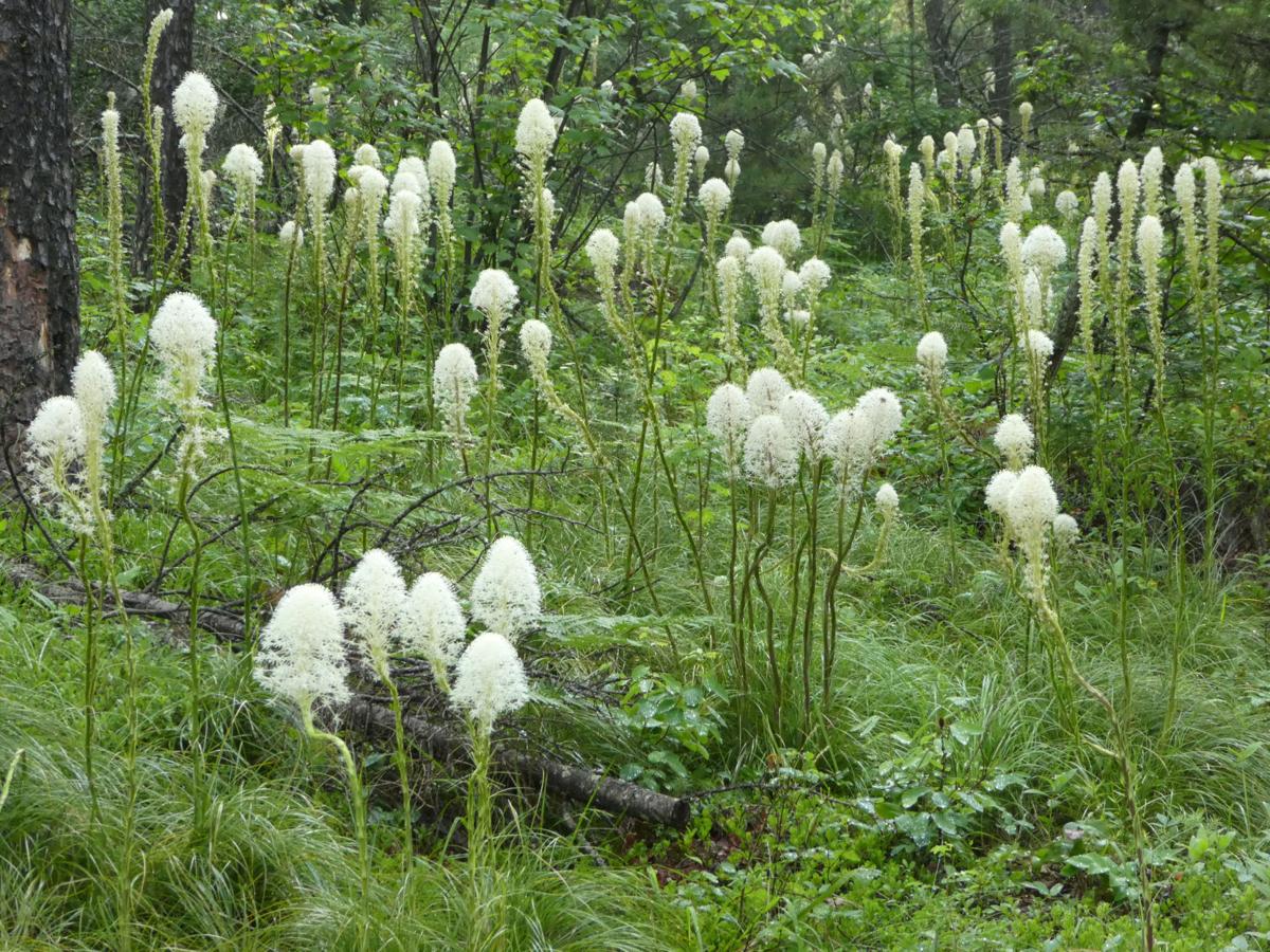Nature Notes: Wet year leads to magnificent beargrass