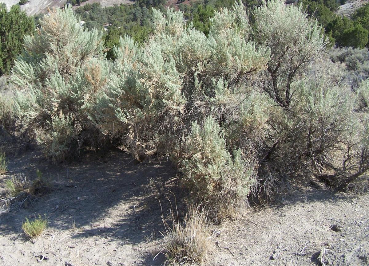 Nature Notes: Comparing sagebrush and cottonwoods