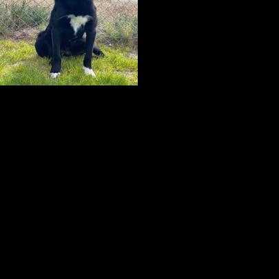 Meet Rudy, pet of the week