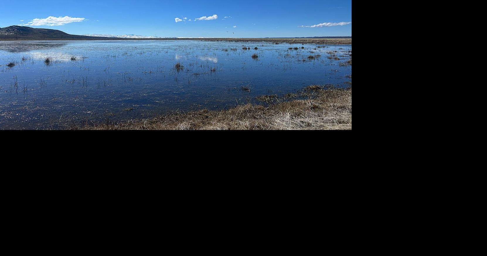 Gallery: Spotting swans at Duck Valley Reservation