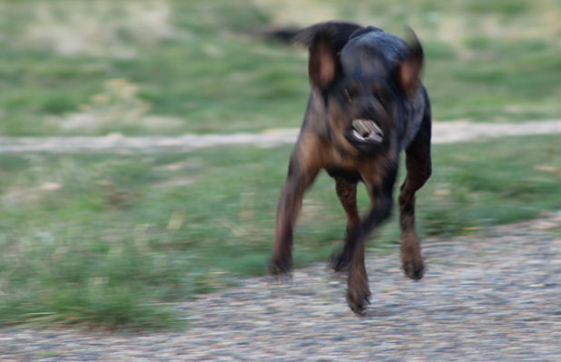Are Dogs Considered Predators