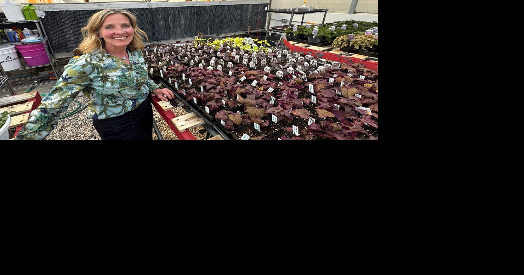 The transformative power of plants - 2 Wild Poppies keeps growing