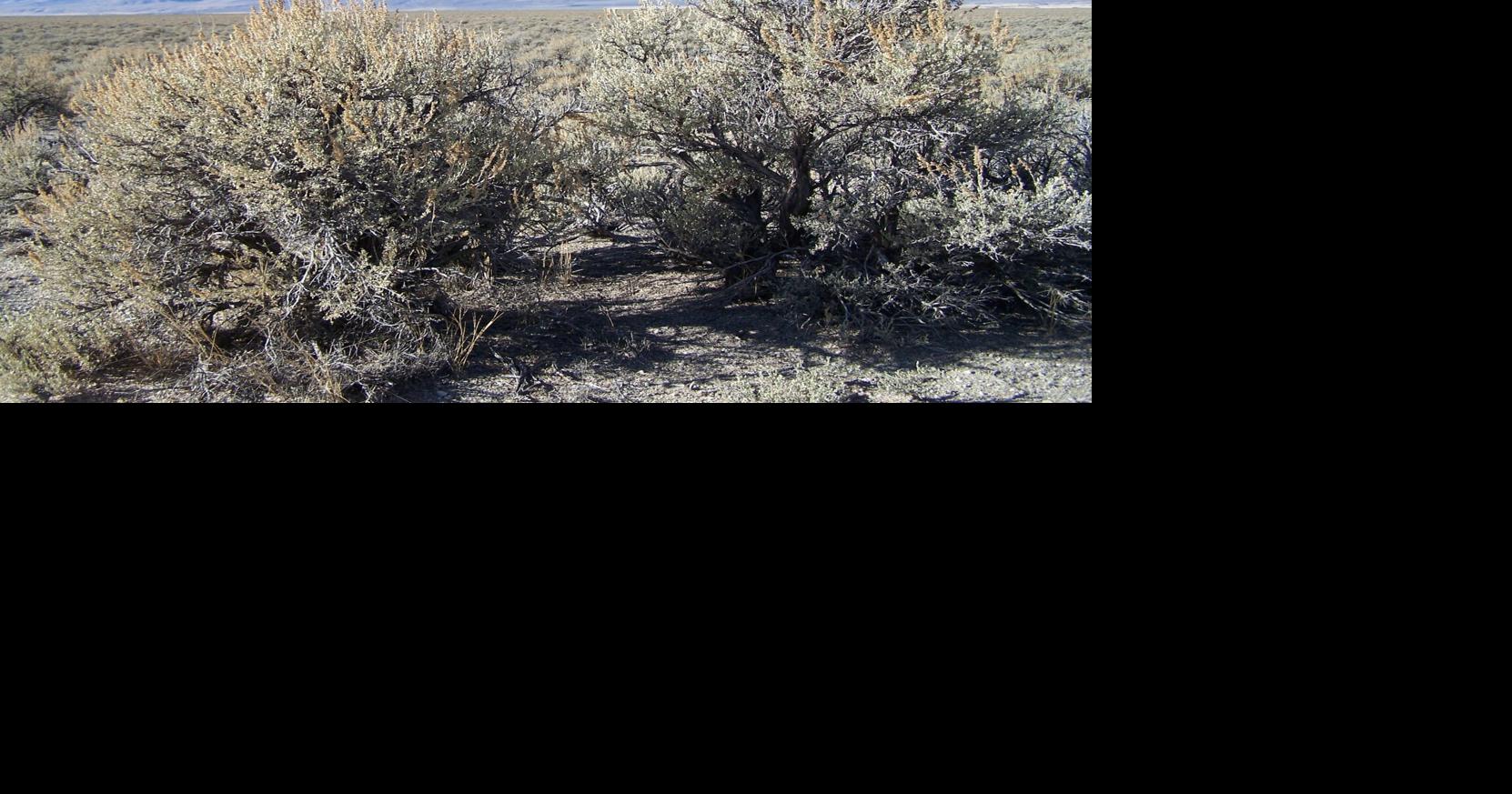 A snapshot of Elko County