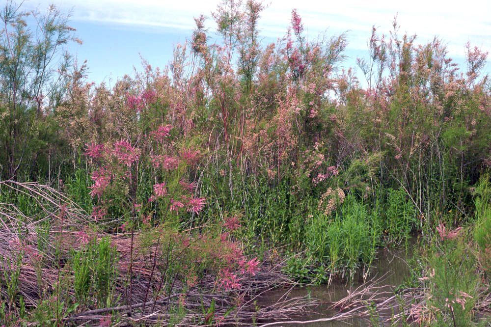Nature Notes: A tree, a bird and a beetle
