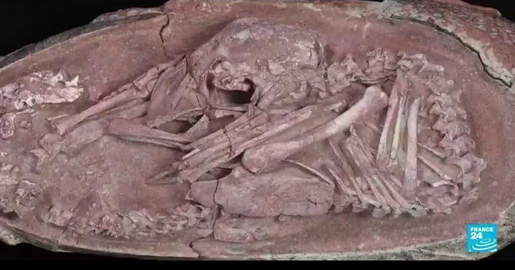 Researchers find dinosaur embryo laid around 66 million years ago in China