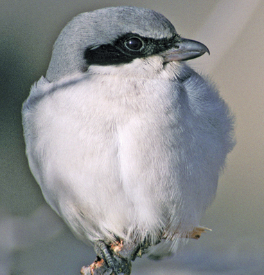 Nature Notes Local bird profiles: The Butcher Bird