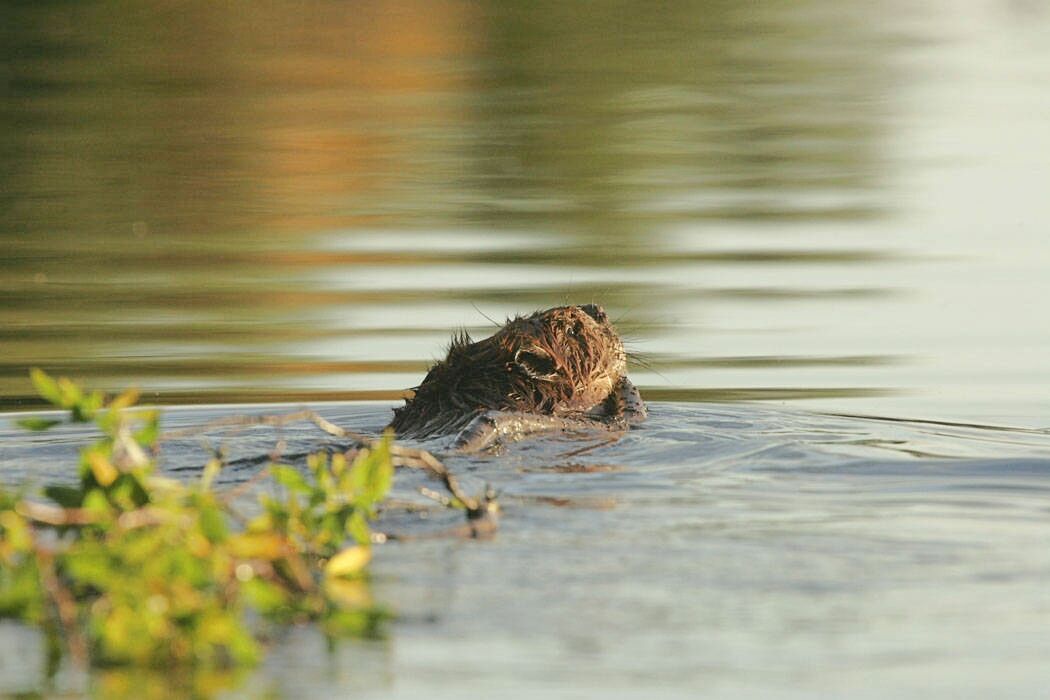 Nature Notes: Beavers in winter