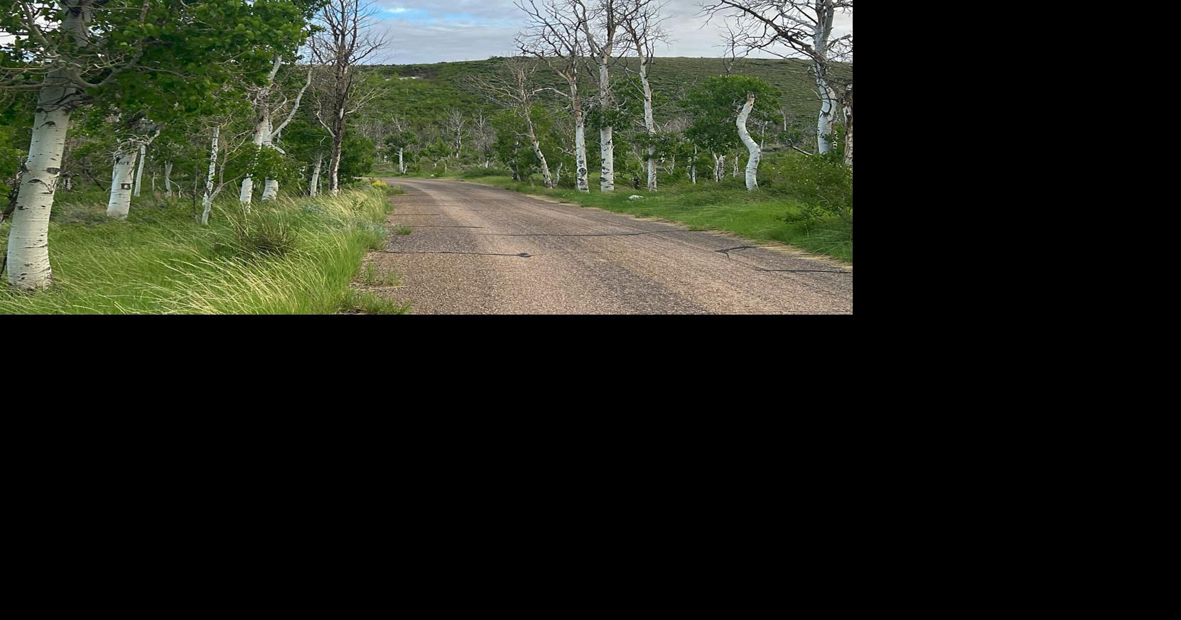 Tree thicket