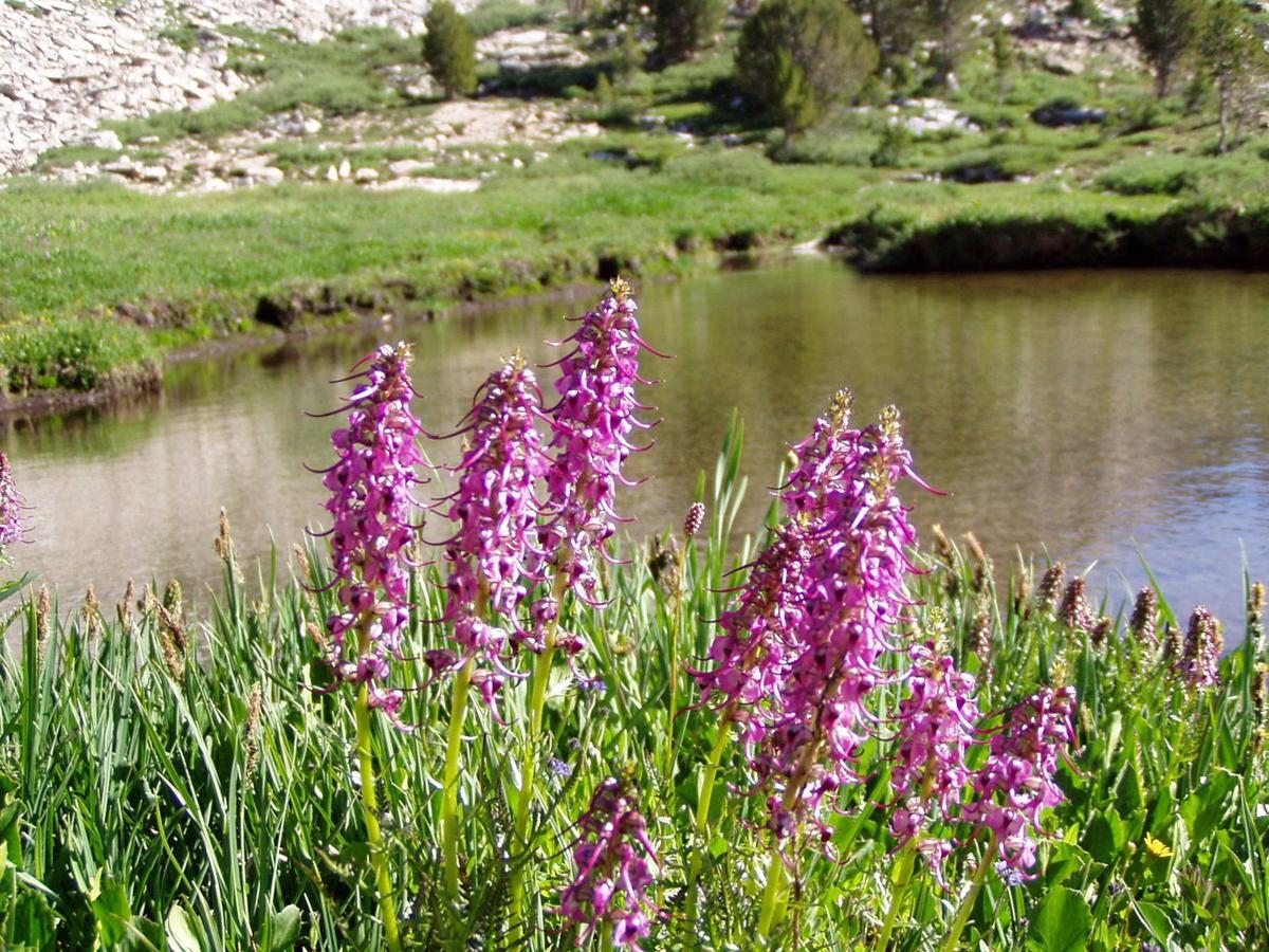 Elephant’s heads and orchids
