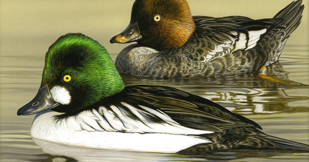 Delaware artist wins Nevada Duck Stamp contest