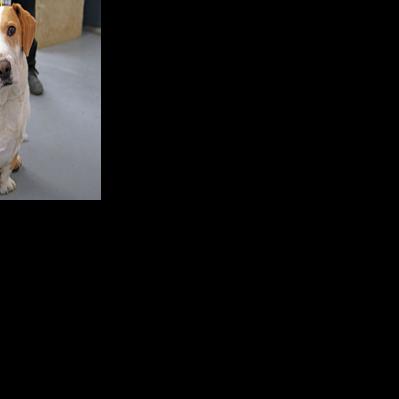 Animal Control catches stray dog after six years