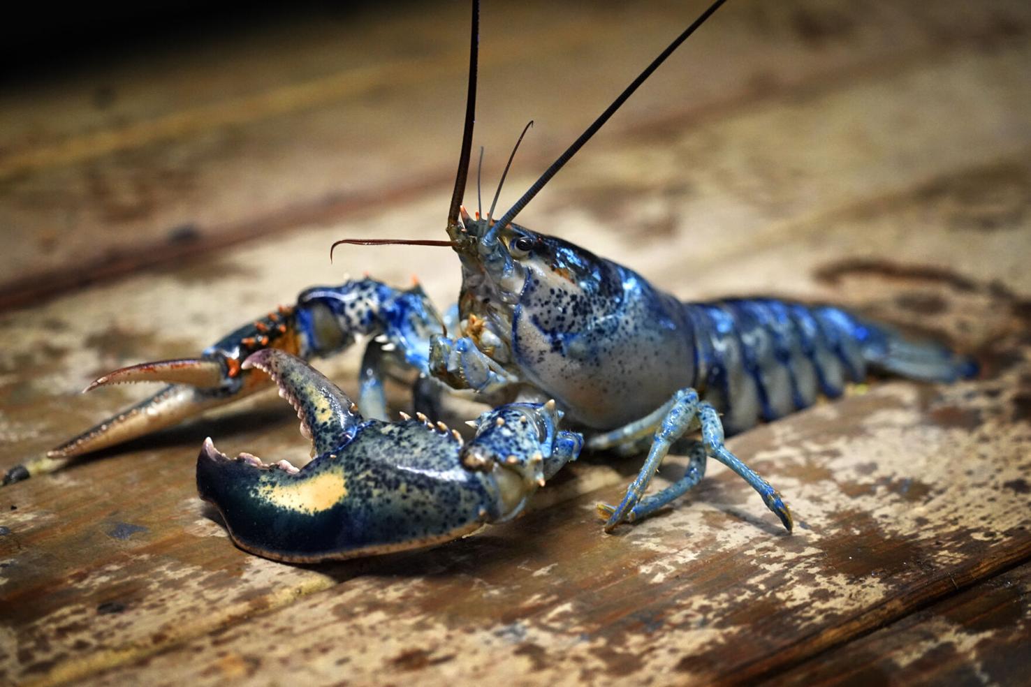 Answer to rare-colored lobster could be under the shell