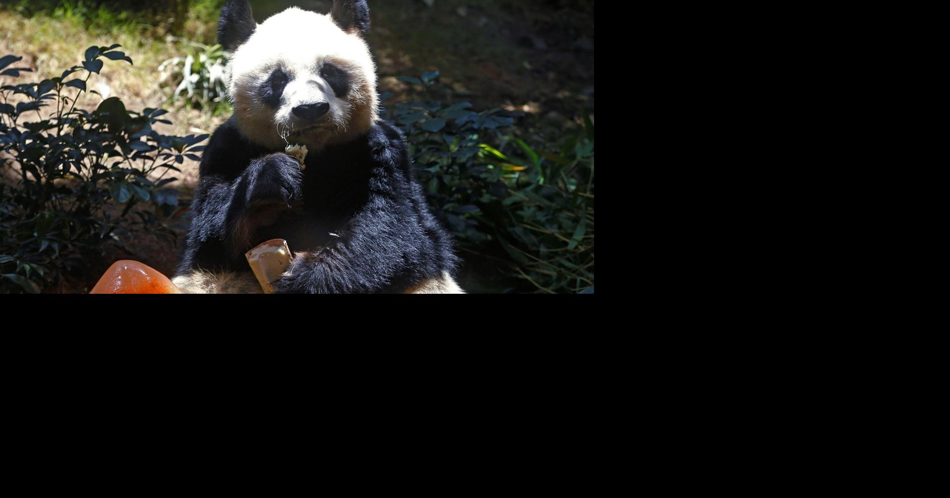 World's oldest-ever male giant panda dies at age 35 in Hong Kong