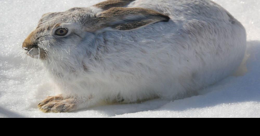 Nature Notes: Who is hibernating this winter?