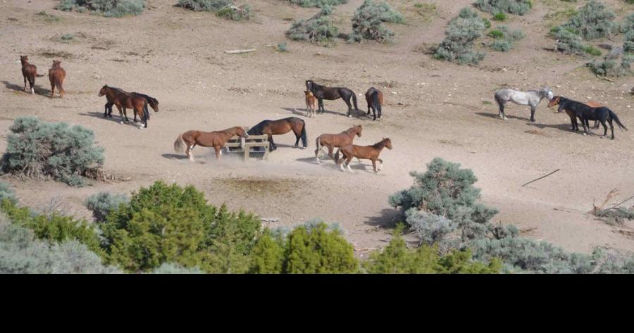Nature Notes: Wild horse depression