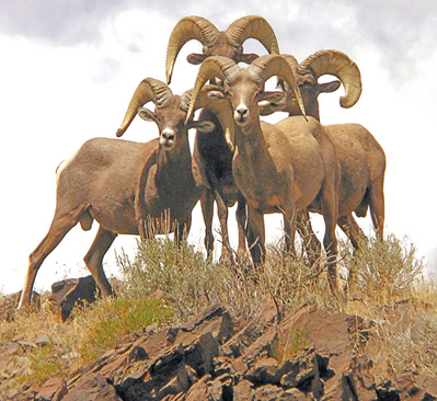 Out Back: Nevada desert bighorn sheep symbol of rugged life