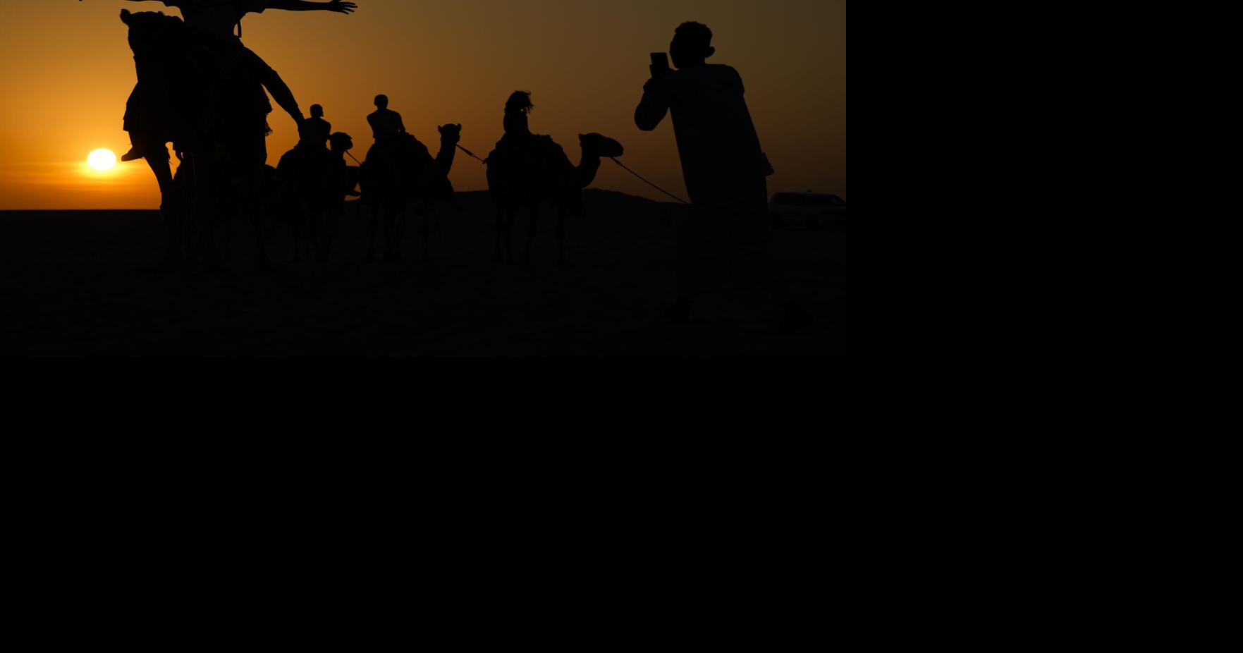 Photos: Qatar's camels work overtime during World Cup