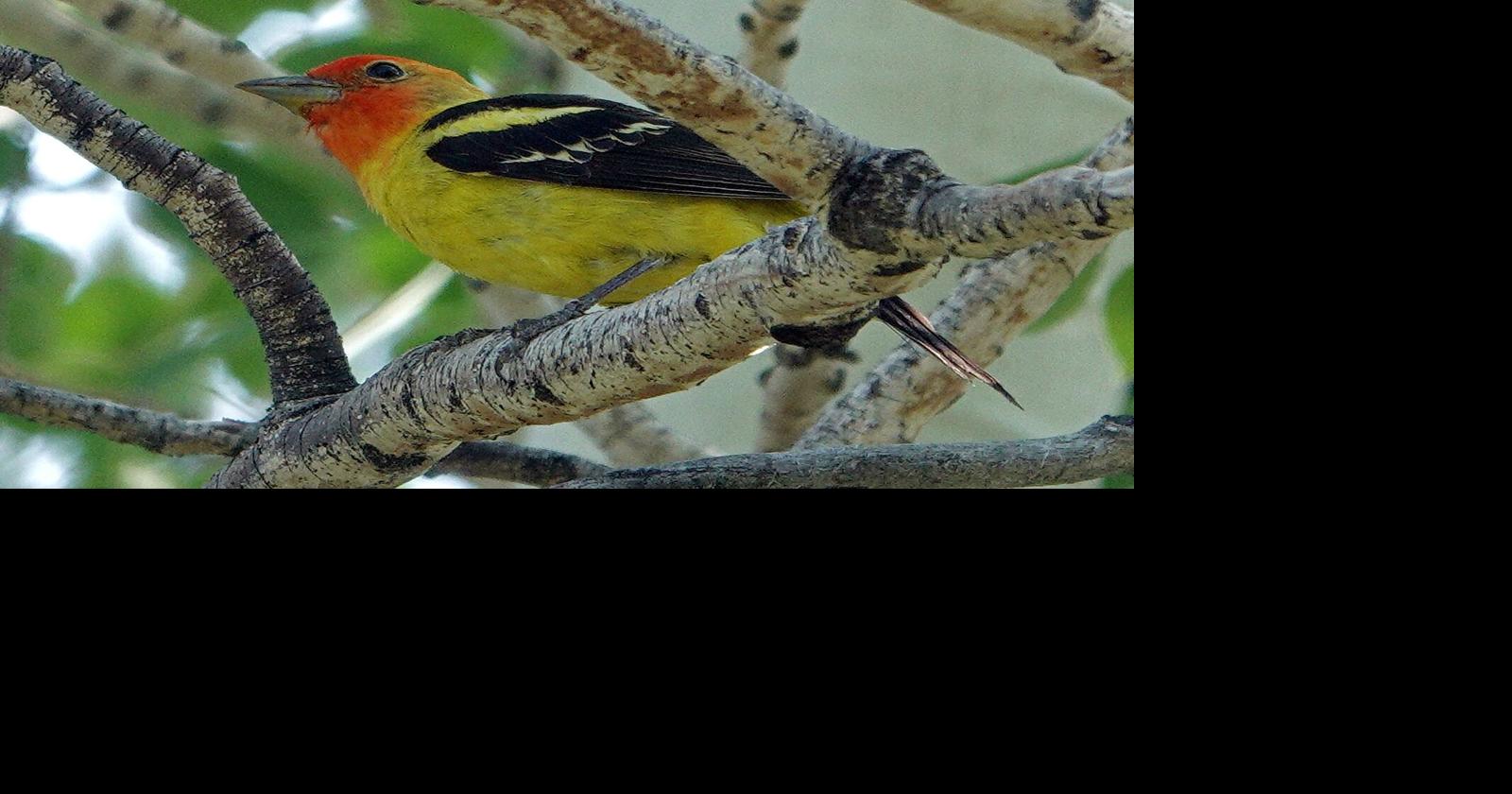 World Migratory Bird Day field trip