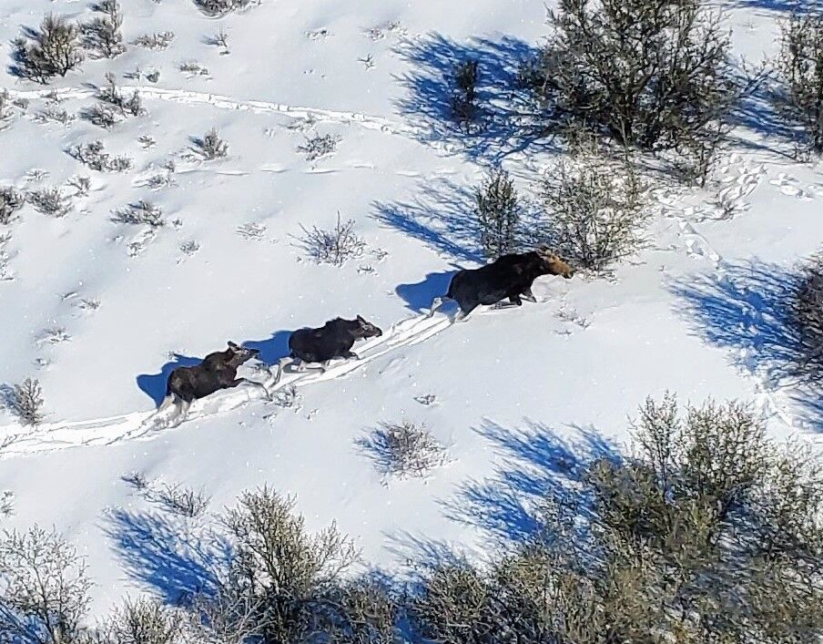 More moose seen in Elko County