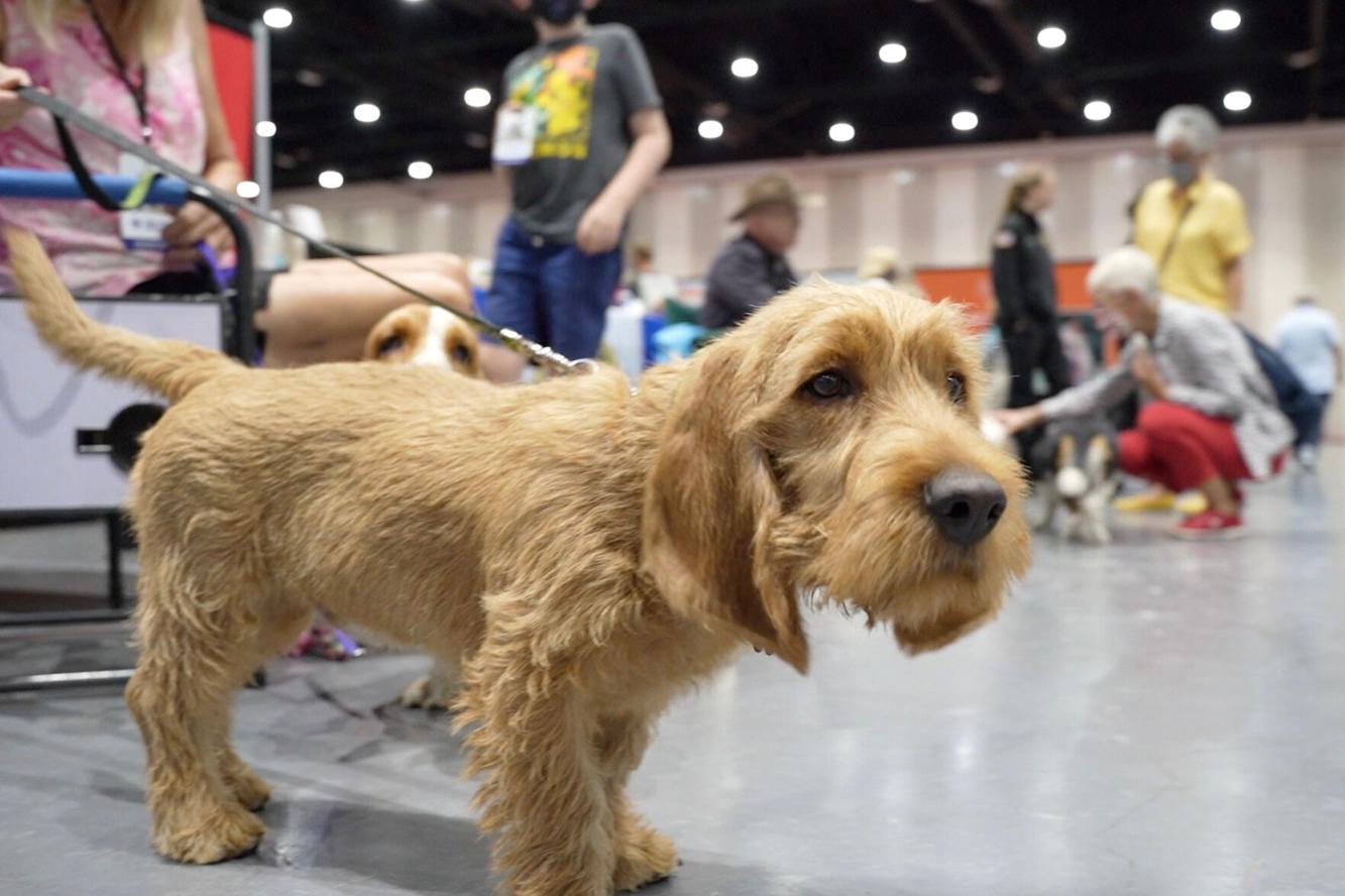 American Kennel Club adds three new dog breeds