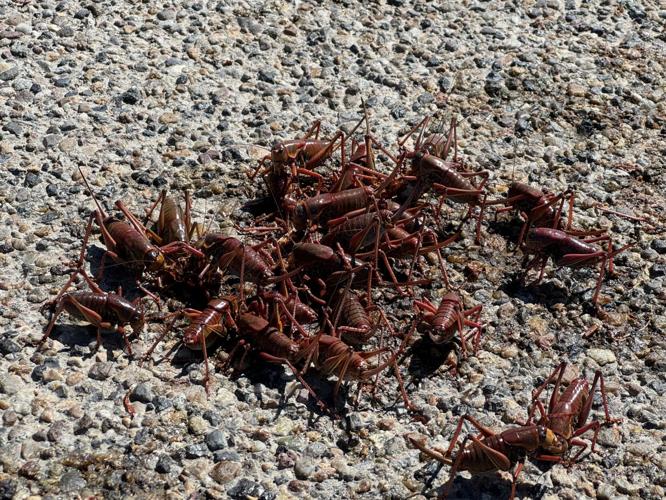 Number of Mormon cricket sightings come from Spring Creek