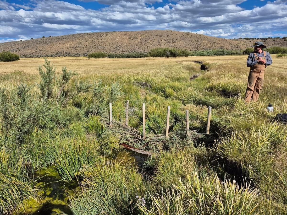 Human-made 'beaver dams' could help restore land after fires